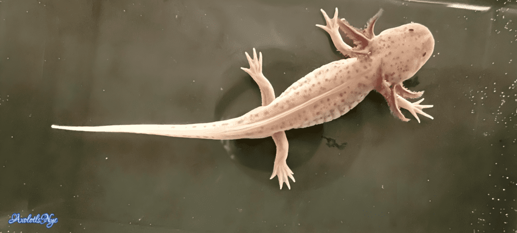 Axanthic Copper - Axolotls NYC