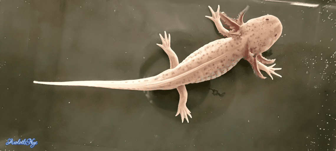 Axanthic Copper - Axolotls NYC