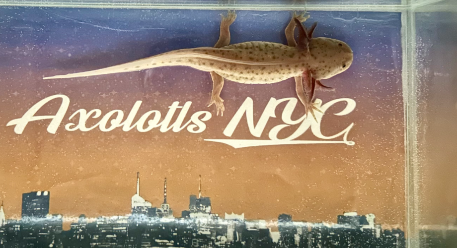 Axanthic Copper - Axolotls NYC