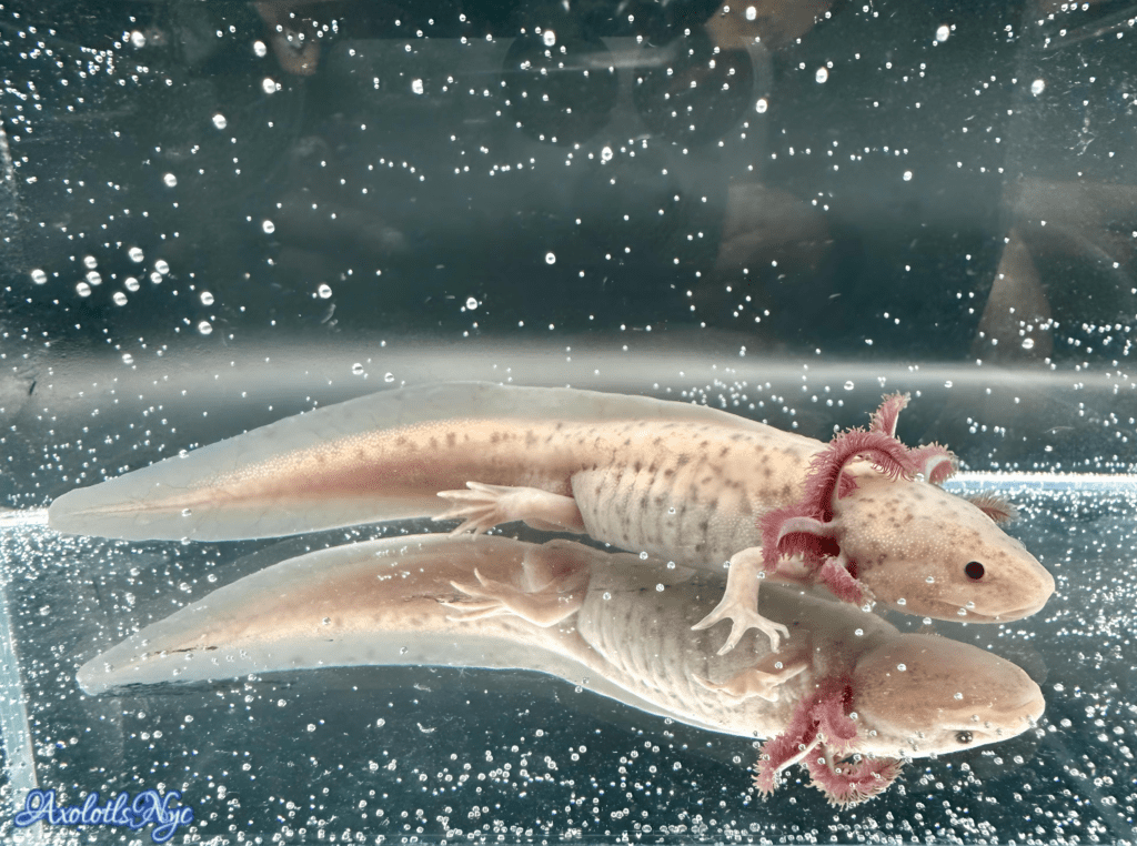 Axanthic Copper - Axolotls NYC