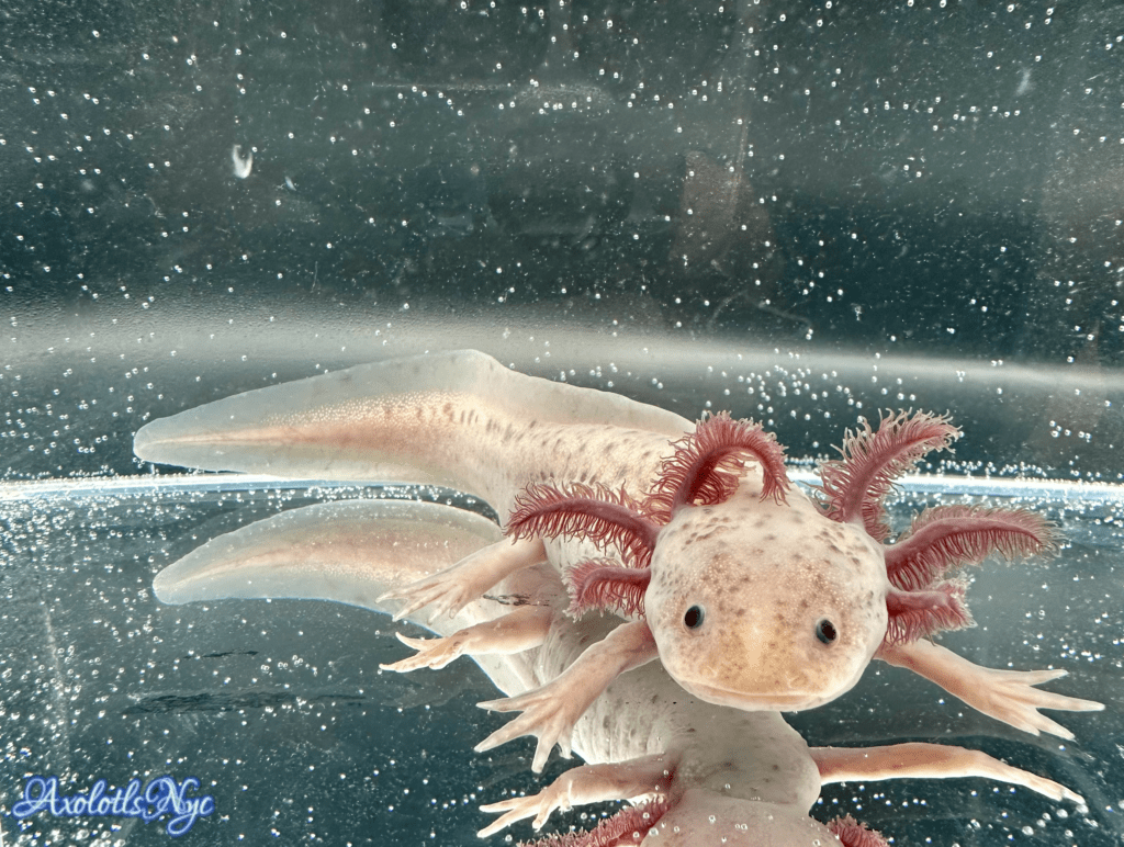 Axanthic Copper - Axolotls NYC
