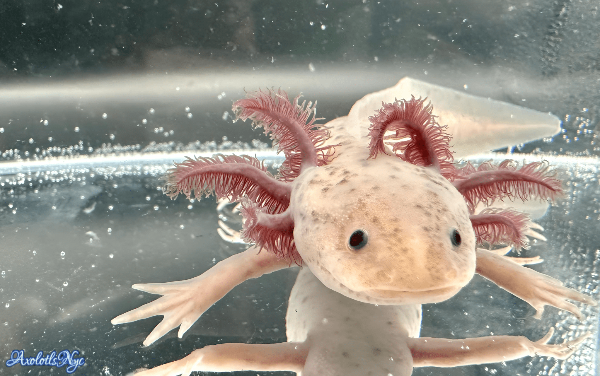 Axanthic Copper - Axolotls NYC