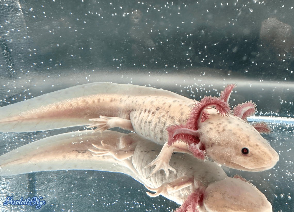 Axanthic Copper - Axolotls NYC