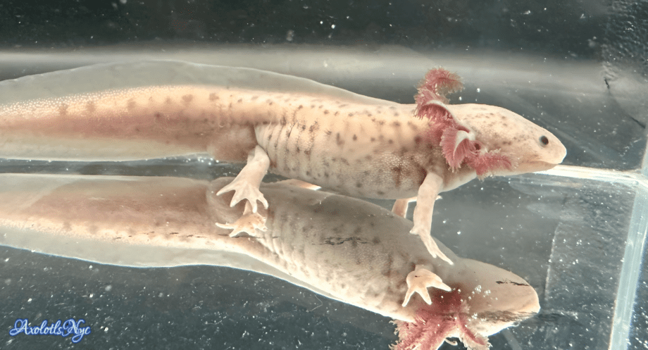 Axanthic Copper - Axolotls NYC