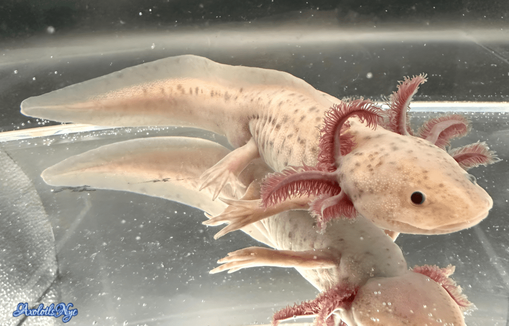 Axanthic Copper - Axolotls NYC