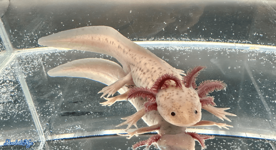 Axanthic Copper - Axolotls NYC