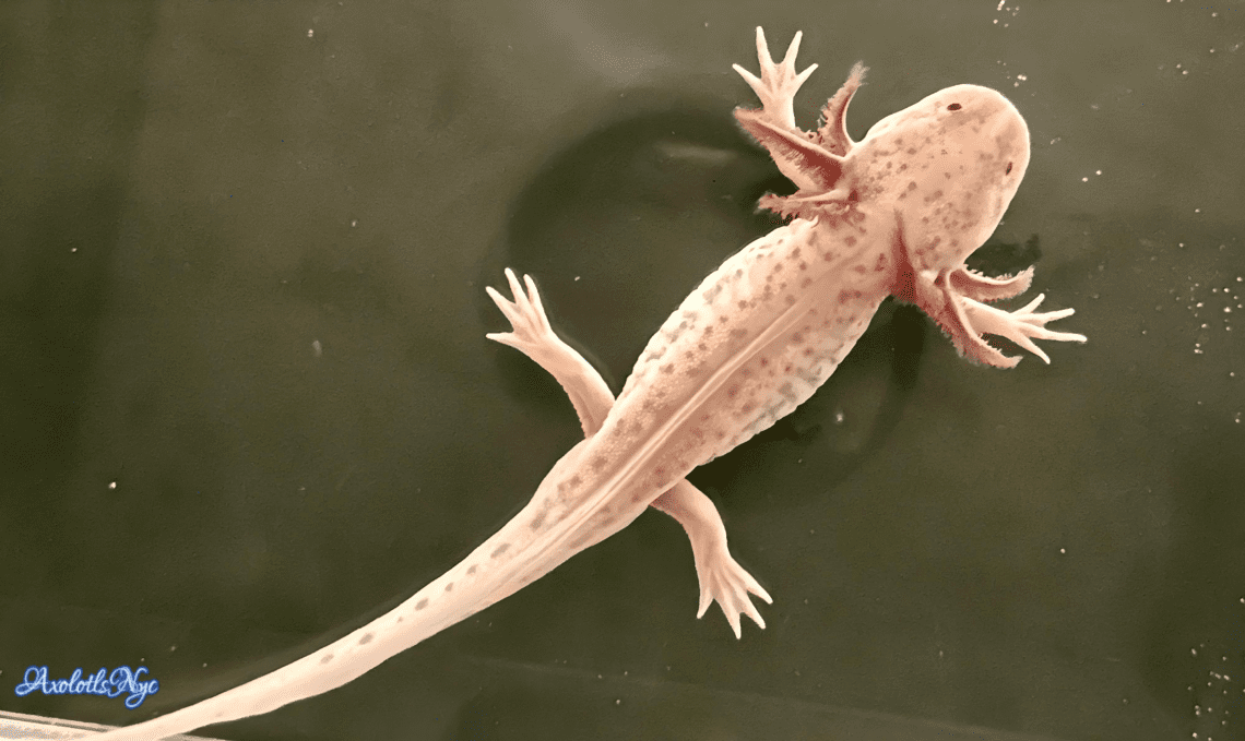 Axanthic Copper - Axolotls NYC