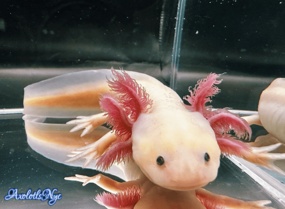 GFP (Glowing) Leucistic - Axolotls NYC