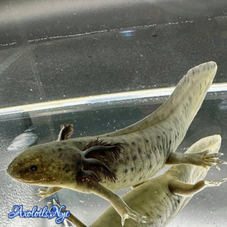GFP (Glowing) Melanoid - Axolotls NYC